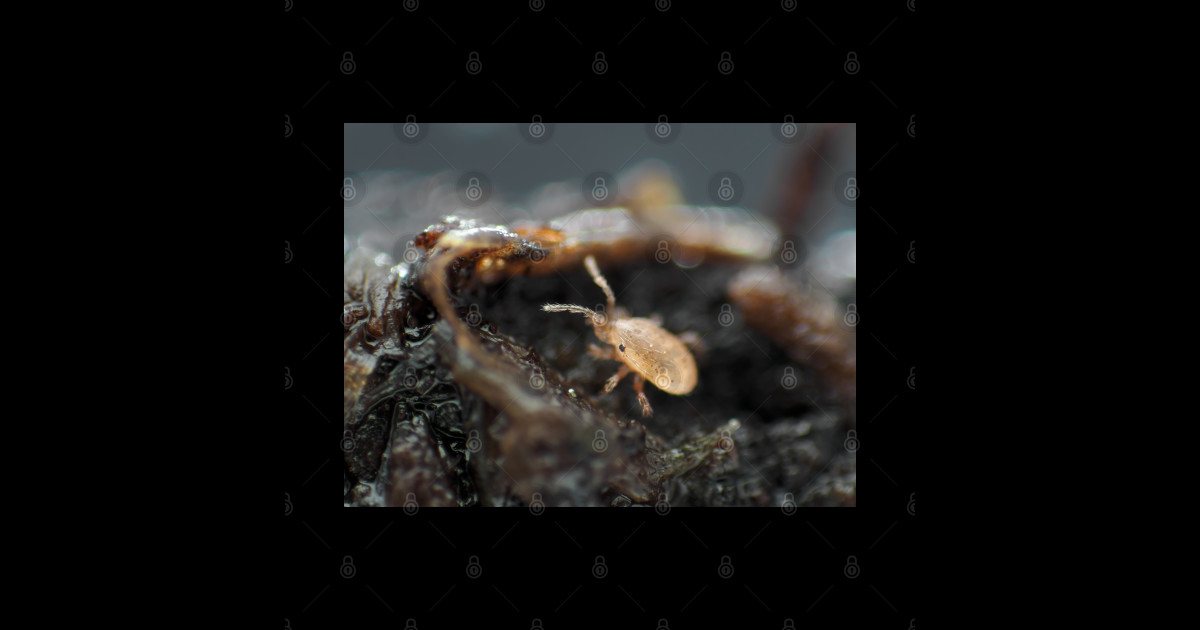 Tiny soil mite under the microscope - Soil Mite - Posters and Art ...