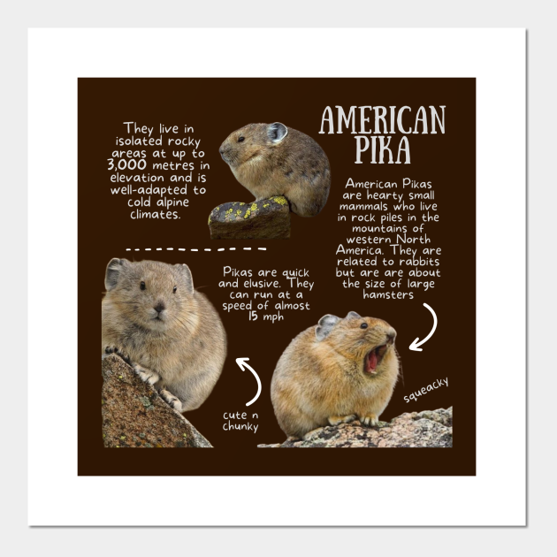 Animal Facts - Pika - Pika - Posters and Art Prints | TeePublic