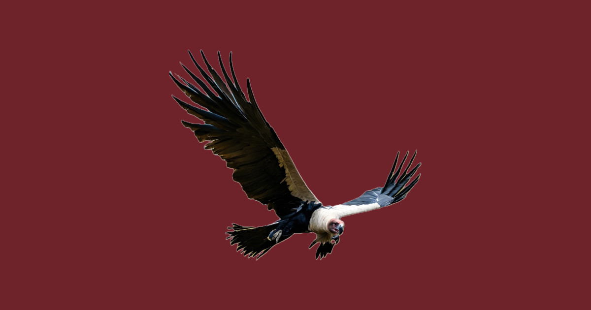 Andean Condor Harpy Soaring - Andean Condor Harpy Soaring - T-Shirt ...