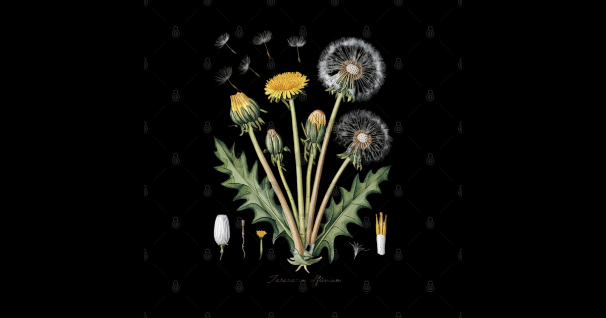 Vintage Dandelion Botanical - Dandelion - Sticker | TeePublic