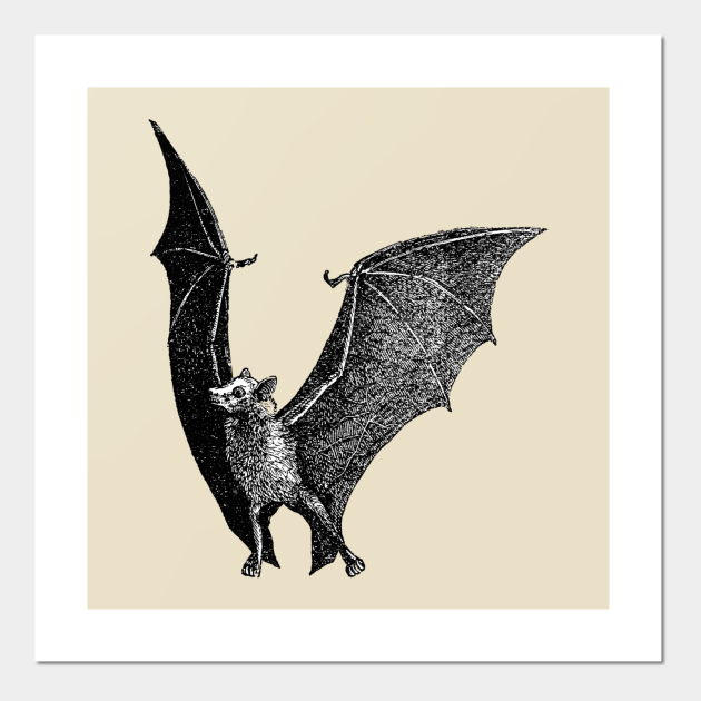 Bat Vintage Illustration - Bat - Posters and Art Prints | TeePublic