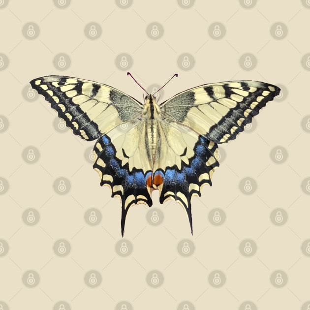 Stunning Yellow Swallowtail Vector Art Cut Out - Yellow Swallowtail ...