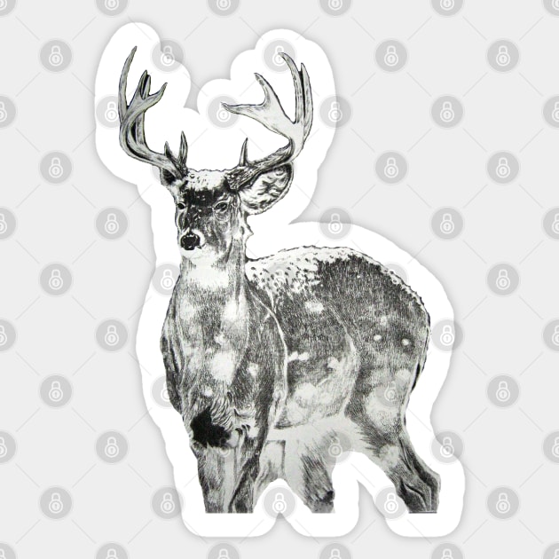 Trophy Buck - Trophy Buck - Sticker | TeePublic