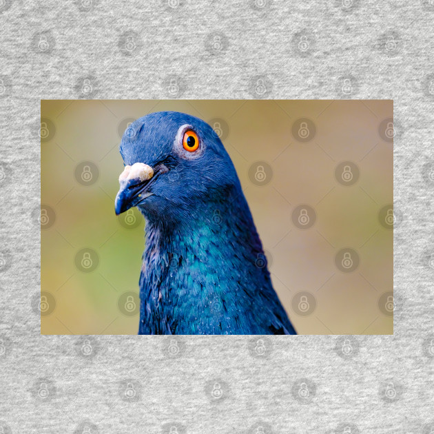 Portrait of a Happy Pigeon Photograph - Birds - T-Shirt | TeePublic