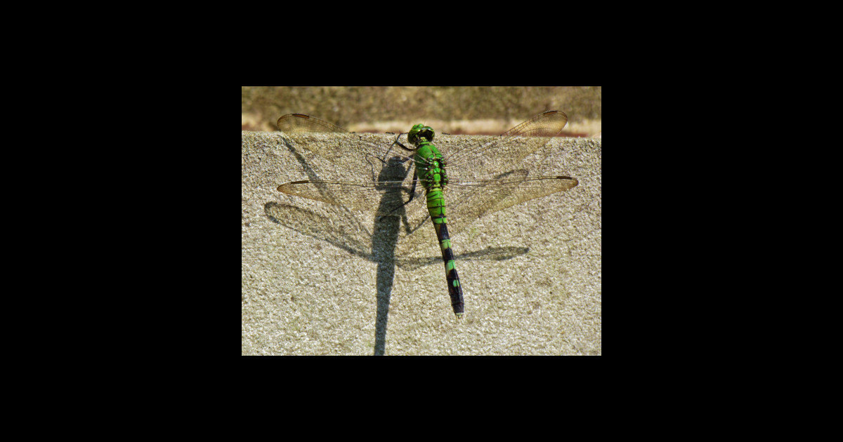 Dragonfly Shadow - Dragonfly - Sticker | TeePublic