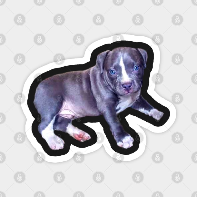 Cute Blue line pit bull dog puppy - with blue eyes - Pit Bull - Magnet ...