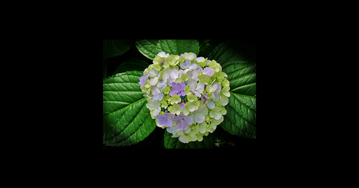 Lovely Hydrangea - Hydrangea - Sticker | TeePublic