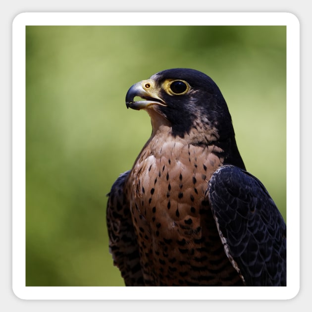 Peregrine Falcon - Peregrine Falcon - Sticker | TeePublic