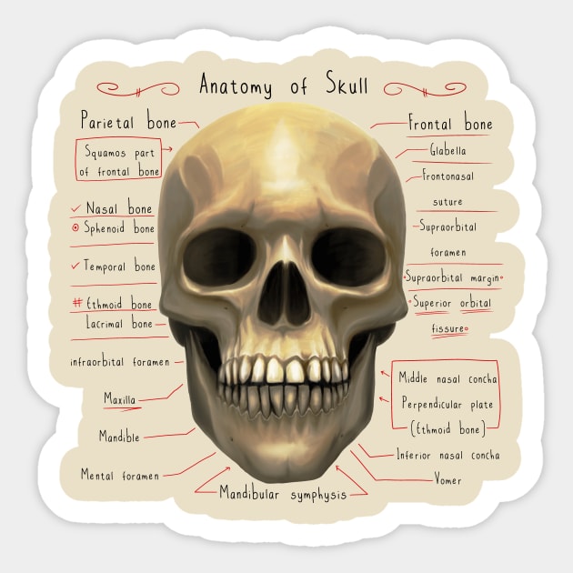 anatomy of human skull skeleton - Skull - Sticker | TeePublic