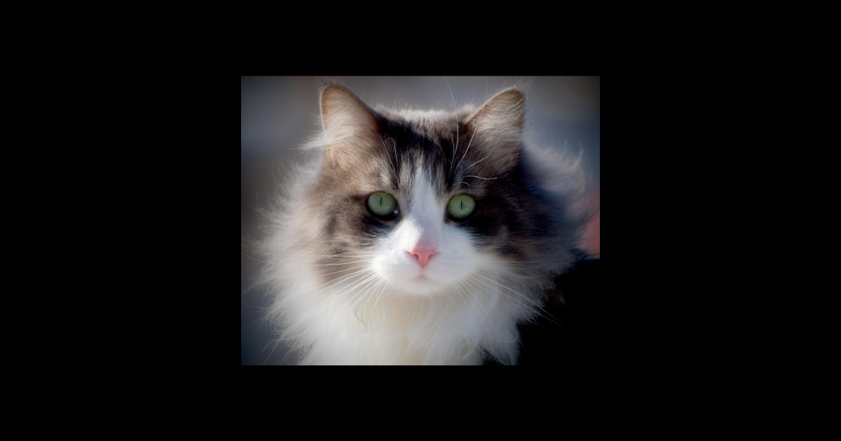 Furry Cat - Cat - Sticker | TeePublic