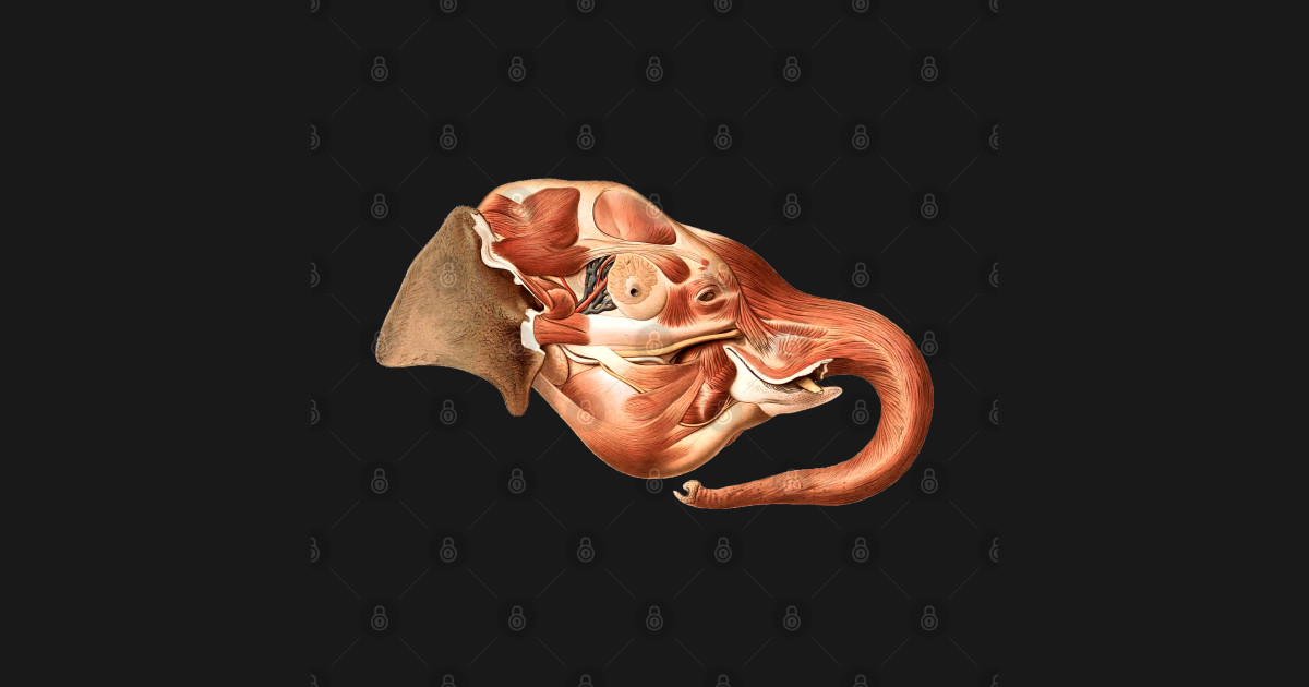 Superficial muscles of right side of the Elephant’s head - Elephant ...