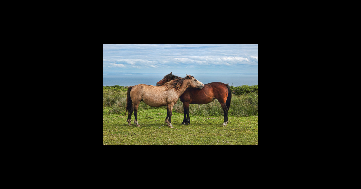 The Lundy Ponies - Lundy Pony - Posters and Art Prints | TeePublic