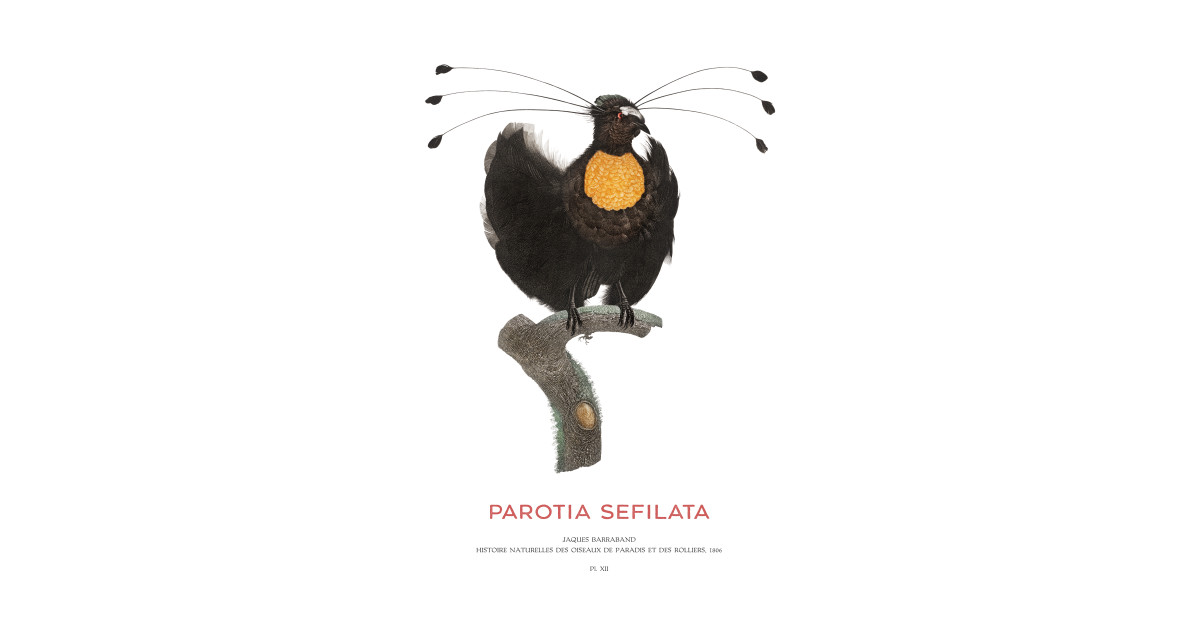 Western parotia or Parotia sefilata - Western Parotia - T-Shirt | TeePublic