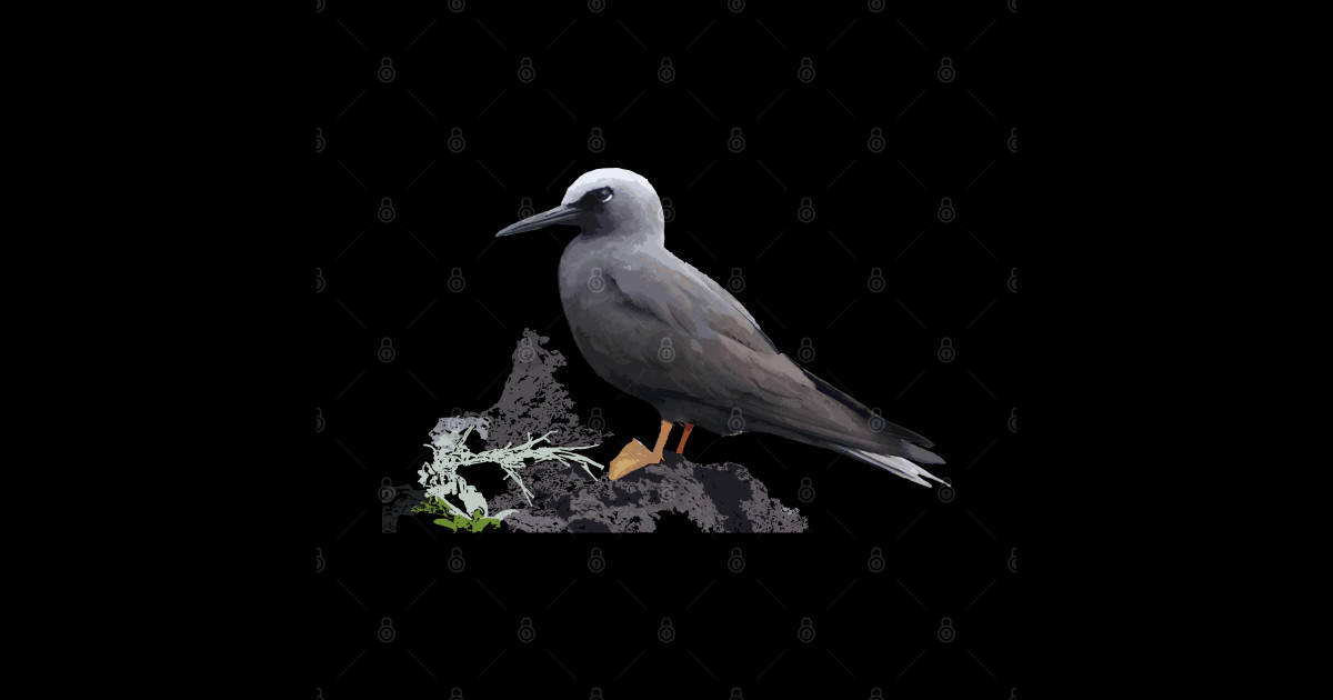 Noio - Hawaiian Black Noddy - Noio - Posters and Art Prints | TeePublic