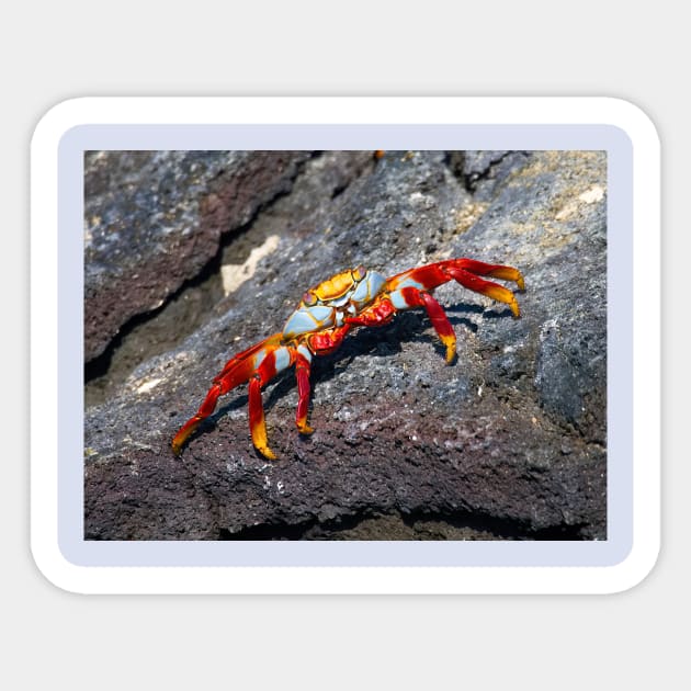 Sally The Colourful Crab - Crab - Sticker | TeePublic