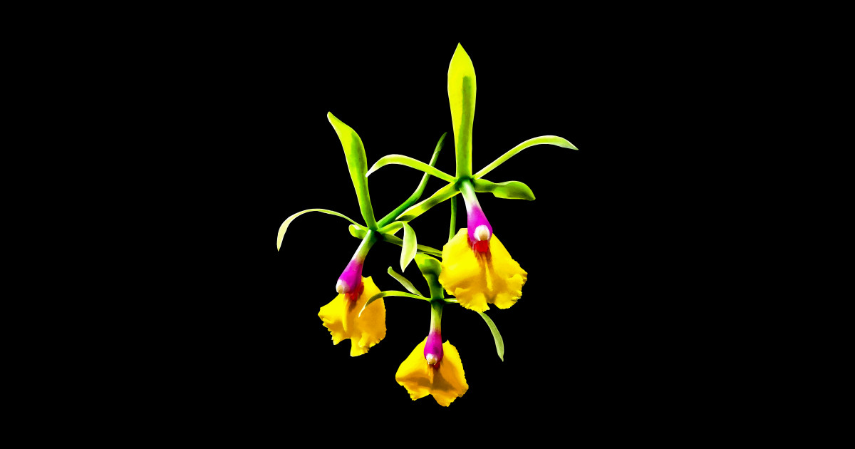 Orchid - Epicattleya Rene Marques Flame Thrower - Orchid - Sticker ...