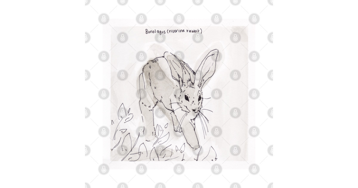 Riverine Rabbit (Bunolagus) - Rabbit - T-Shirt | TeePublic