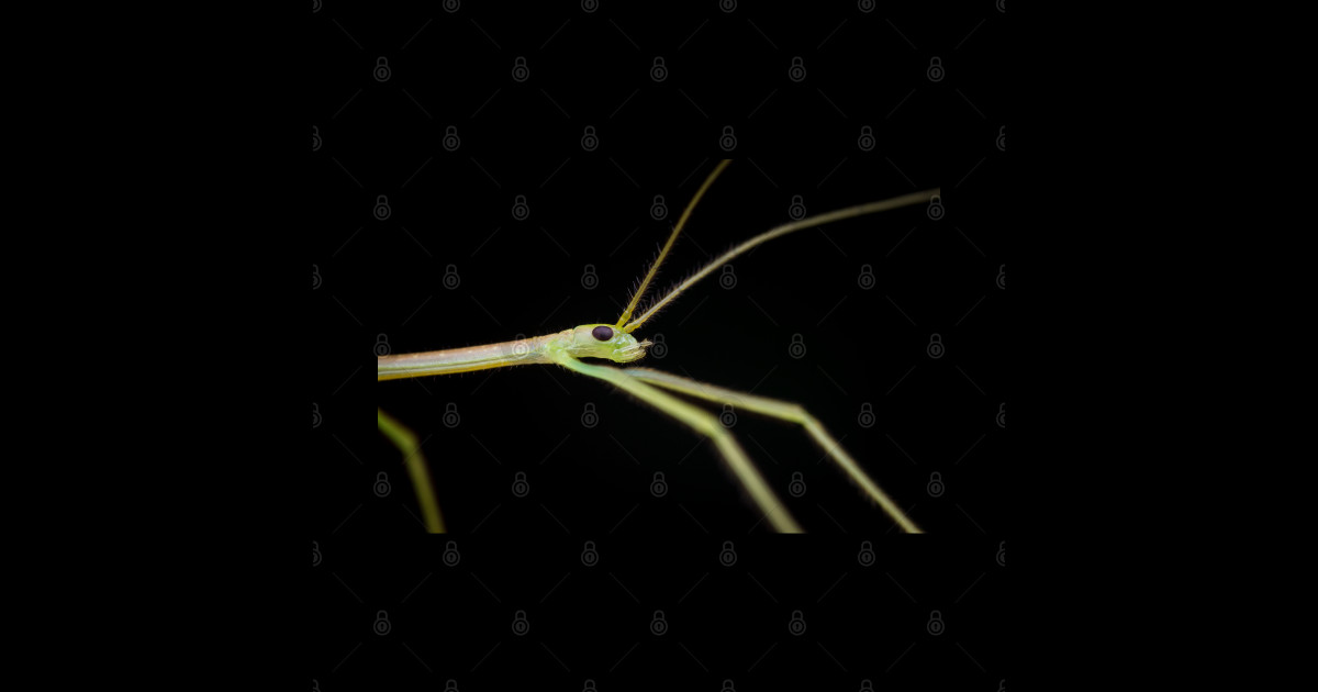 A tiny stick insect nymph with a slightly transparent body - Insect ...