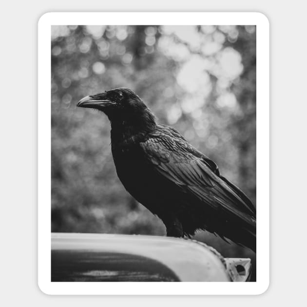 The Raven - Raven - Sticker | TeePublic