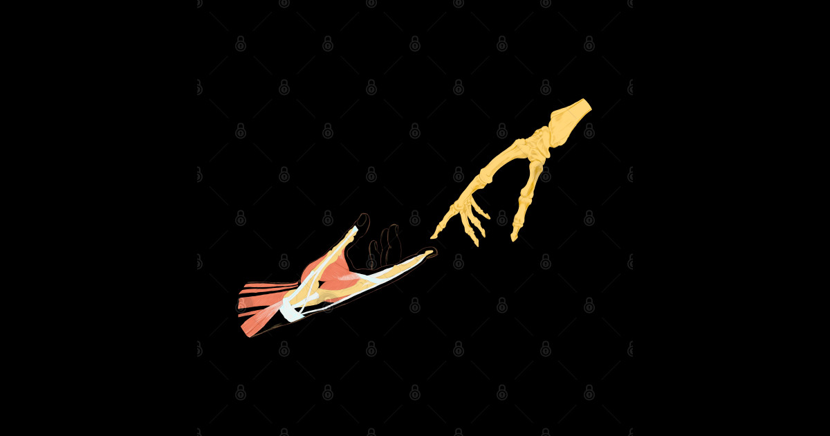 Skeleton Hands - Creation of Adam - Anatomy art - Unique Gifts ...