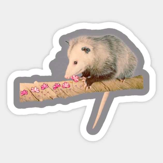 Cute baby possum - Baby Possum - Sticker | TeePublic