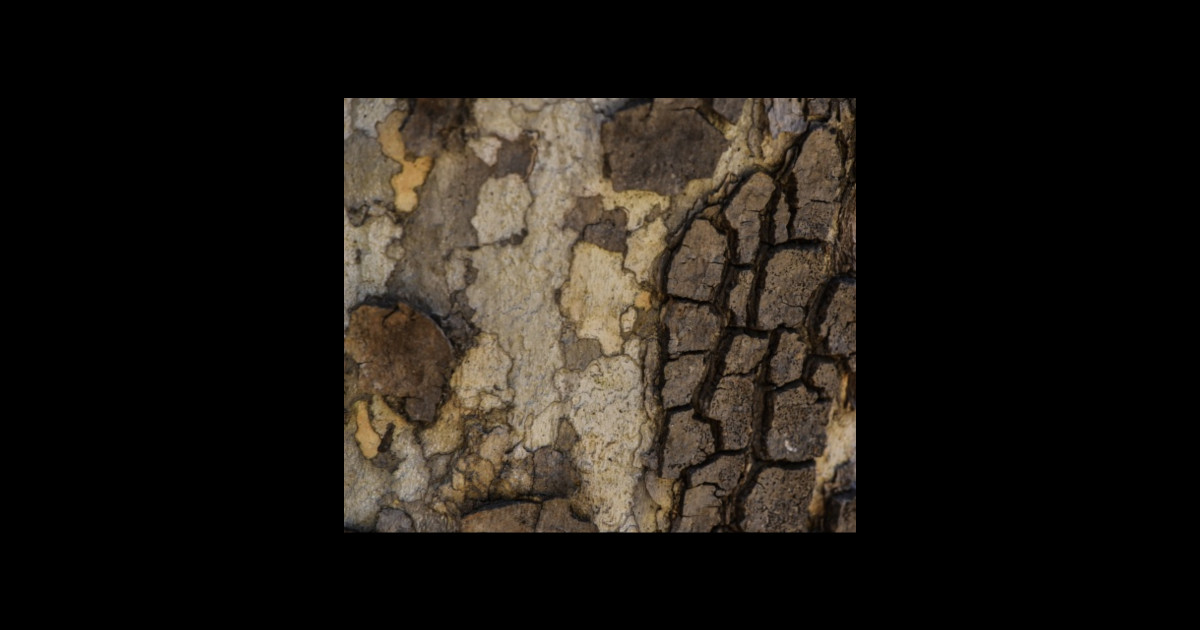 Bark Texture - Bark - Sticker | TeePublic