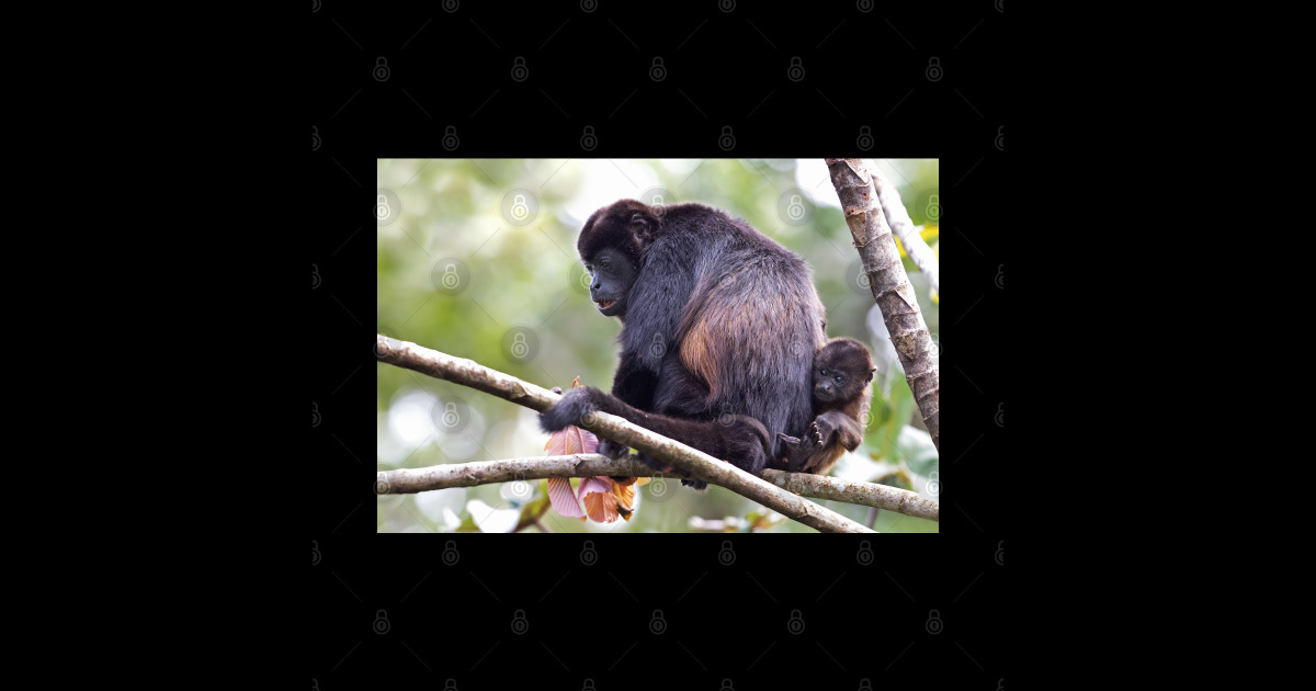 Howler monkeys - Costa Rica - Howler Monkey - Sticker | TeePublic