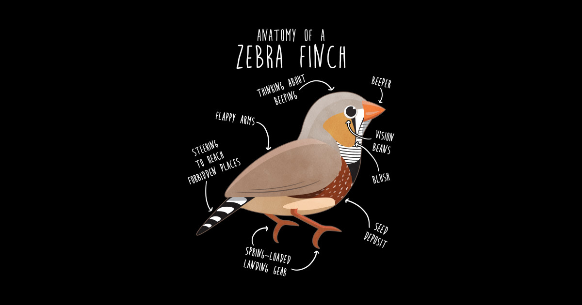 Zebra Finch Anatomy - Zebra Finch - Sticker | TeePublic