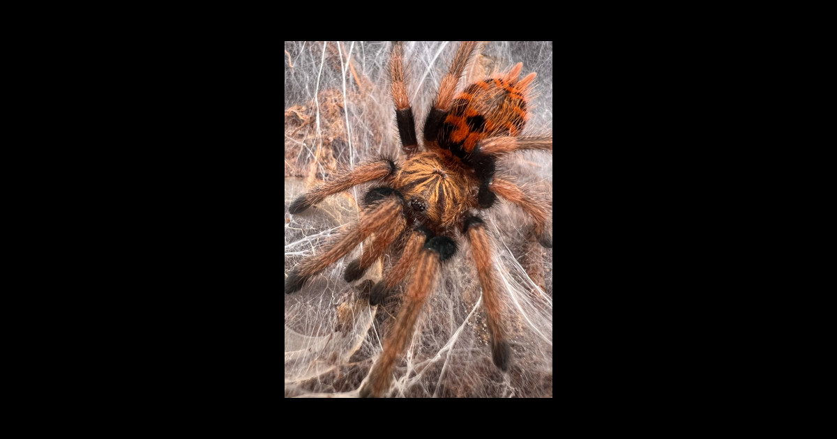 GBB/Chromatopelma cyaneopubescens Tarantula - Chromatopelma ...