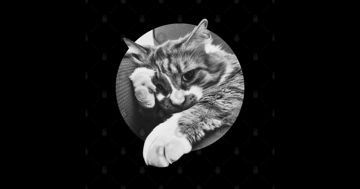 SIDE EYE CAT IS OVER IT. UGH. Funny kitten meme image. - Funny Cat ...