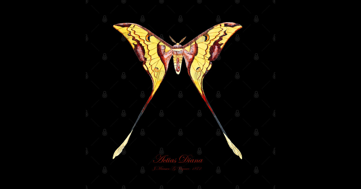 Moth - Malaysian Moon Moth, Actias Maenas Diana - Moth - Sticker ...