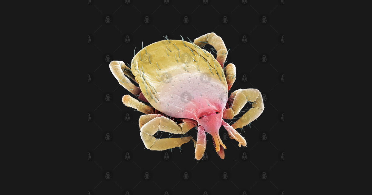 Blood Sucking Tick Illustration Svifi Sci fi - Alien - T-Shirt | TeePublic