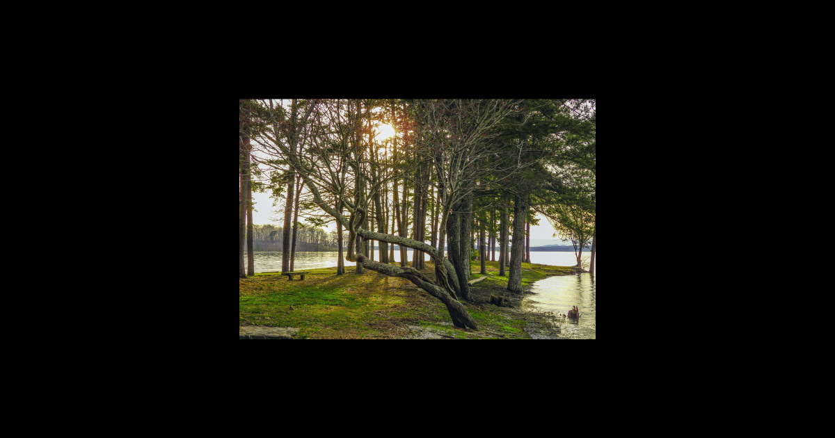 Leaning Tree - Sunset - Sticker | TeePublic