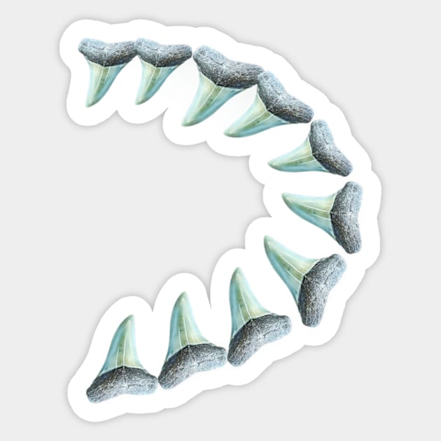 Sharp Shark Teeth - Fossils - Sticker | TeePublic