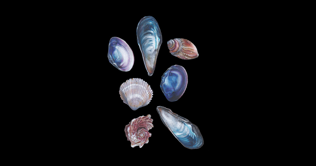 Iridescent Shells Illustration - Shell - Sticker | TeePublic
