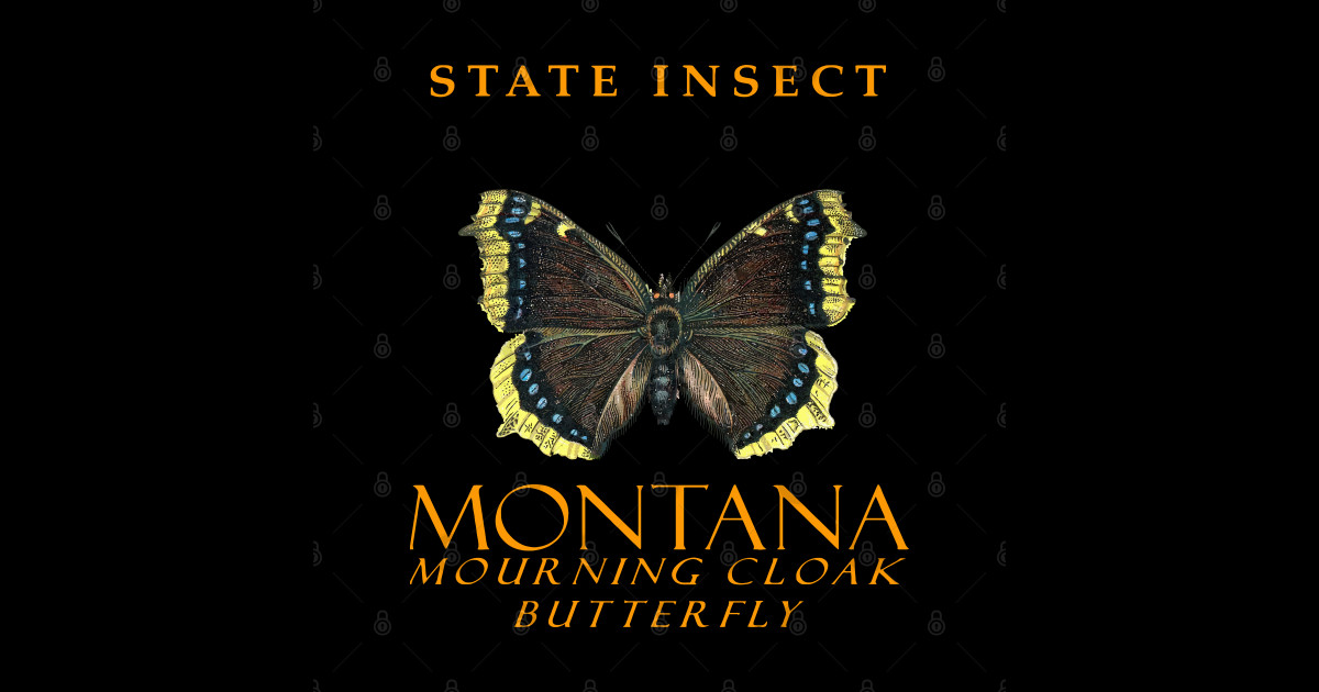 Montana Territory Insect The Mourning Cloak Butterfly - Montana ...