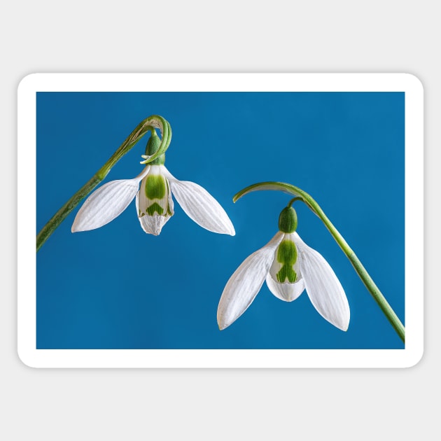 Two Snowdrops with Blue Background - Snowdrop - Sticker | TeePublic