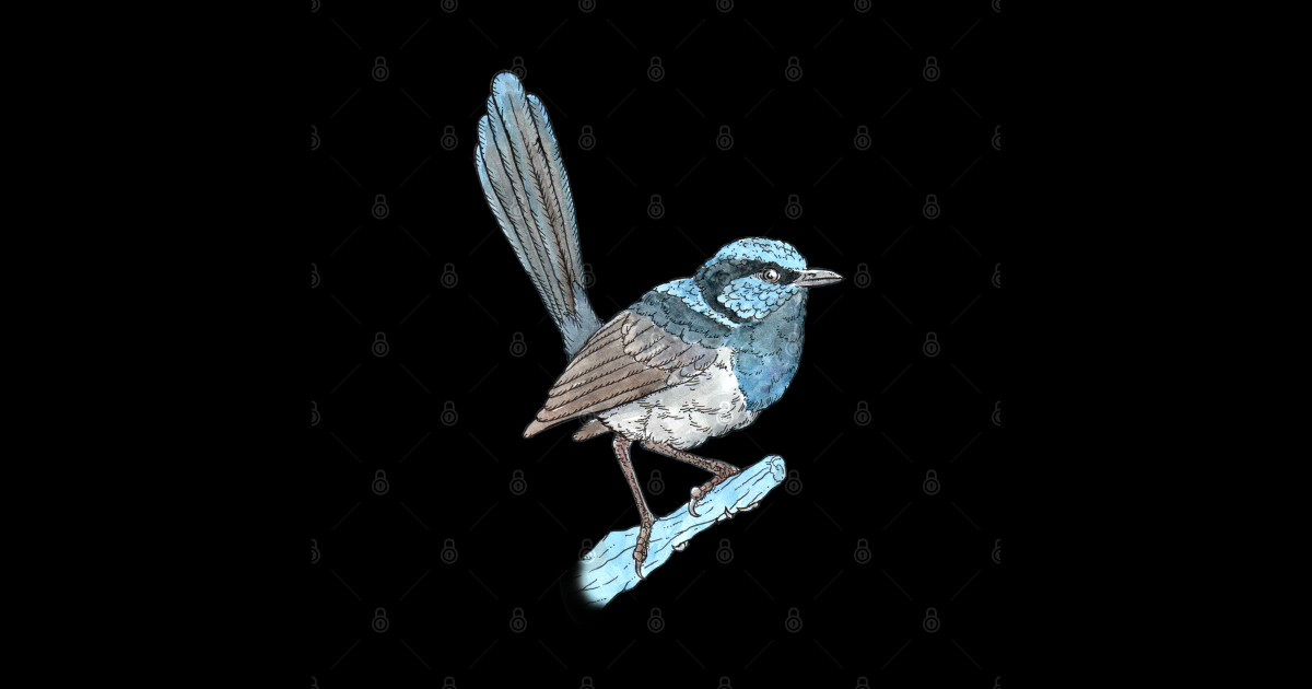 Superb Fairy-wren - Superb Fairy Wren - Sticker | TeePublic