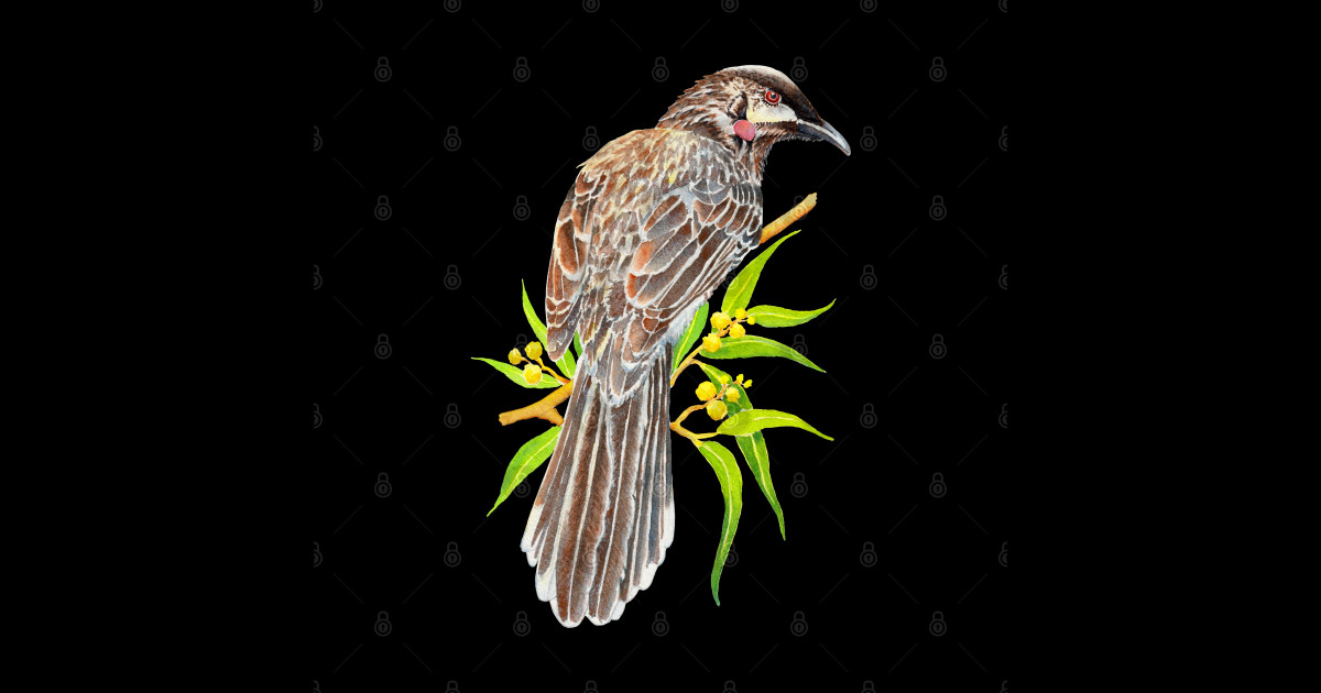 Red Wattlebird - Australian Bird - Bird - Posters and Art Prints ...