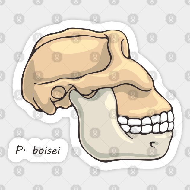 Paranthropus Boisei Skull Illustration - Mary Leakey - Sticker | TeePublic