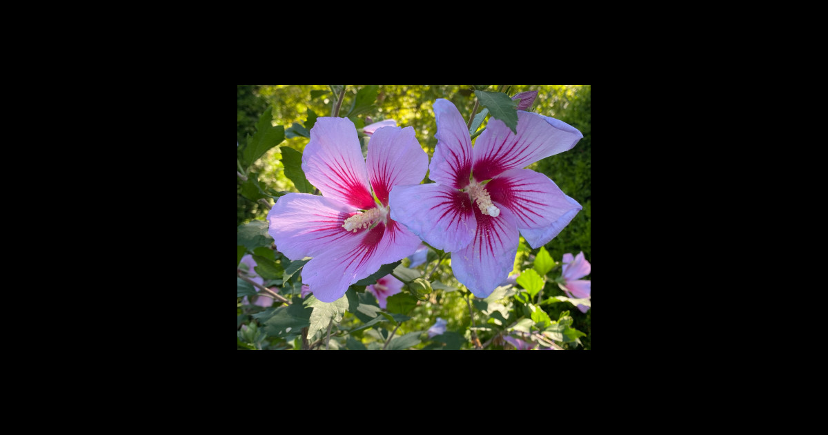 Hibiscus - Hibiscus - Posters and Art Prints | TeePublic