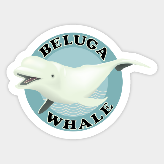Beluga whale - Beluga Whale - Sticker | TeePublic