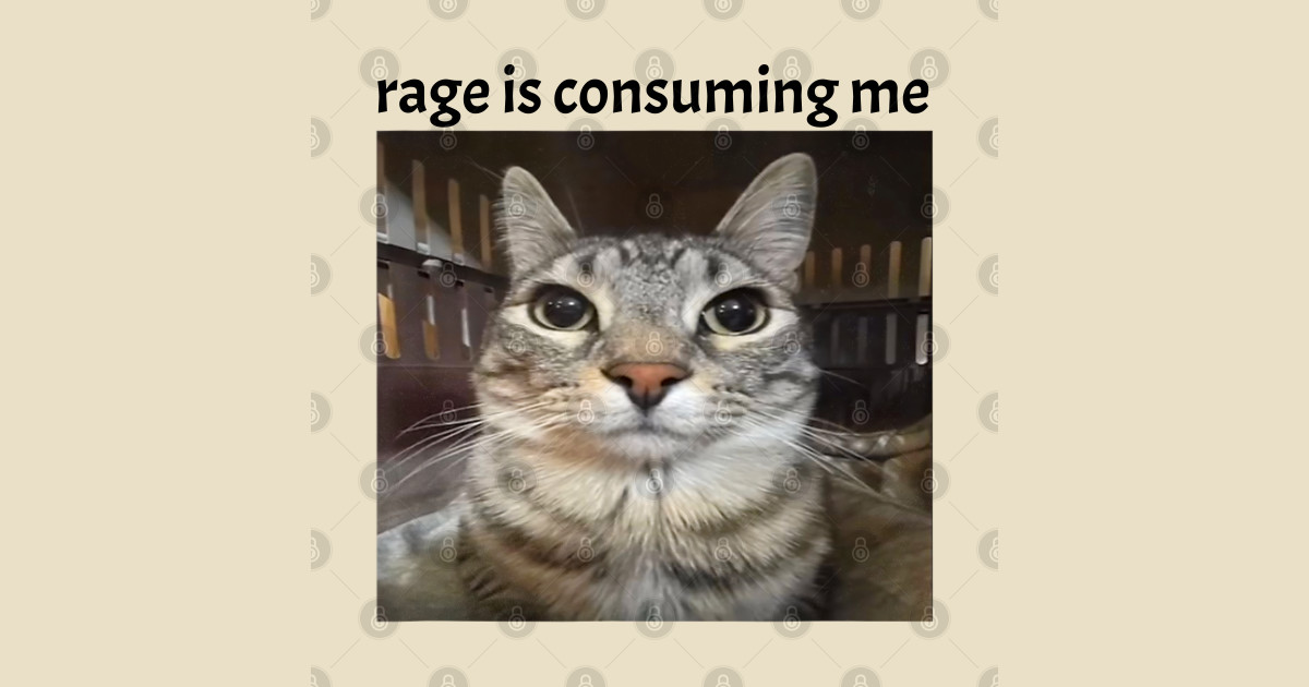 Rage-Is-Consuming-Me-Silly-Staring-Cat-Meme - Rage Is Consuming Me ...