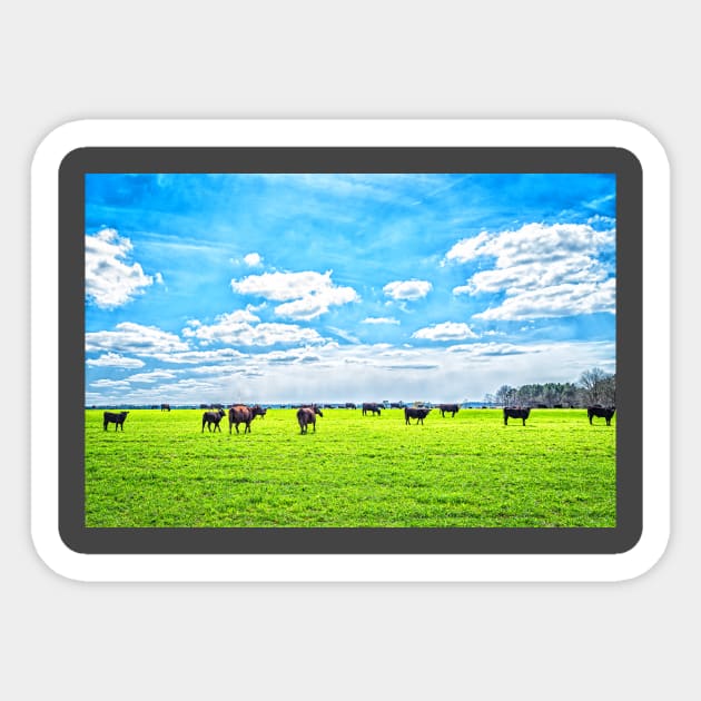 Cattle in a Pasture - Pasture - Sticker | TeePublic