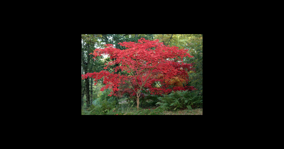 Red Maple Tree - Autumn - Sticker | TeePublic