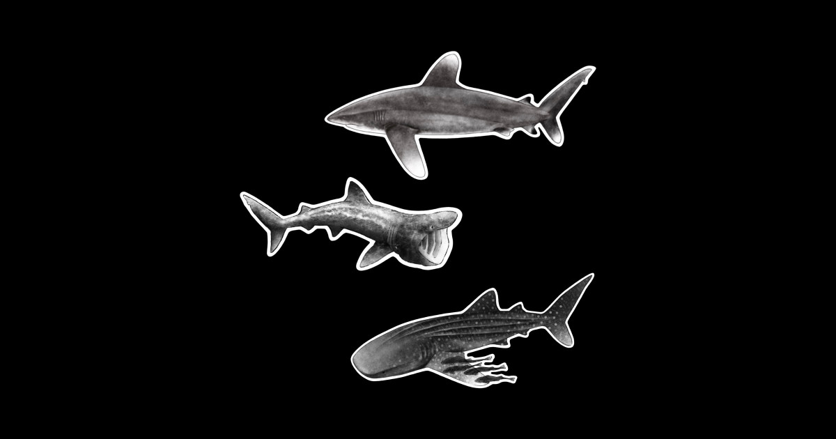 Sharks : Oceanic Whitetip, Basking Shark, Whale Shark - Oceanic ...