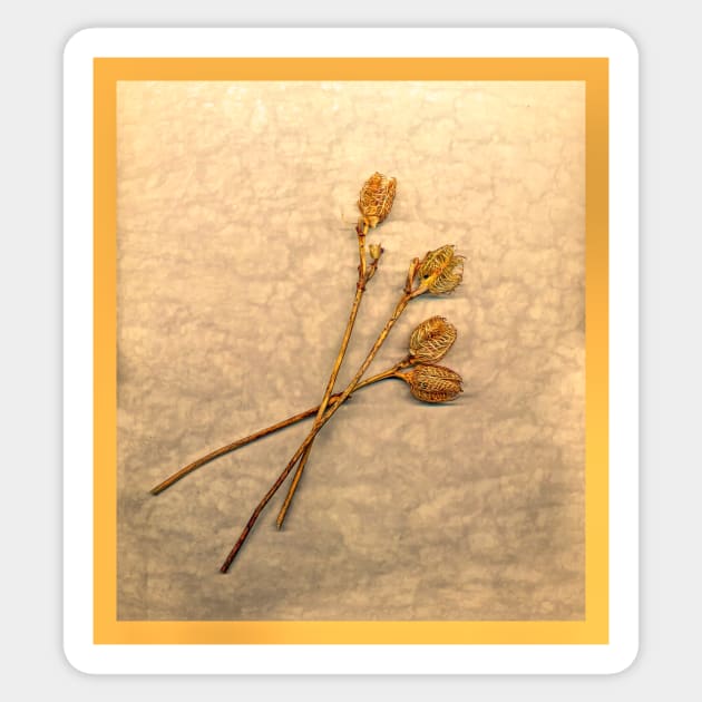 Lily Seed Pods - Seeds - Sticker | TeePublic