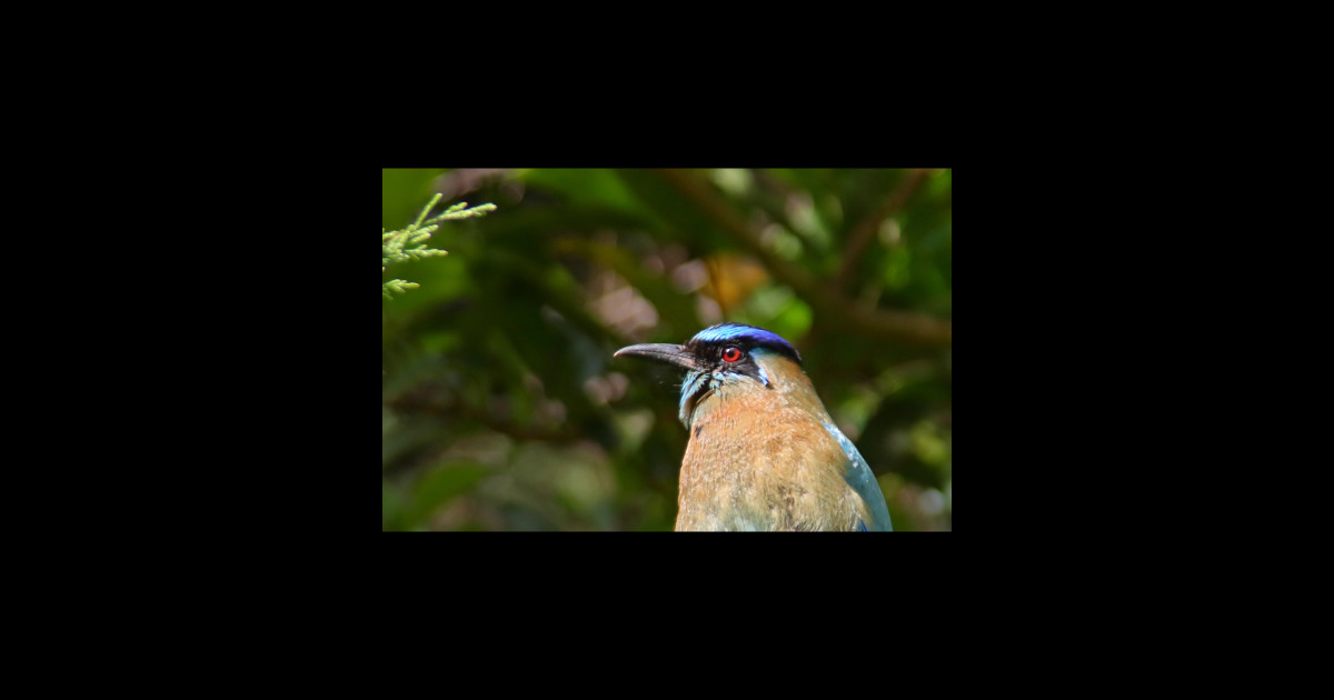 Blue-crowned Motmot - Blue Crowned Motmot - Sticker | TeePublic