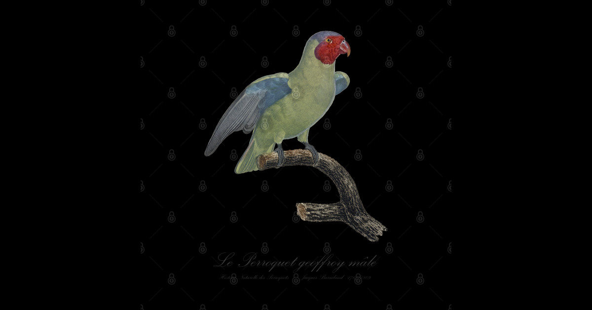 Red Cheeked Parrot / Le Perroquet Geoffroy Male - 19th century Jacques ...