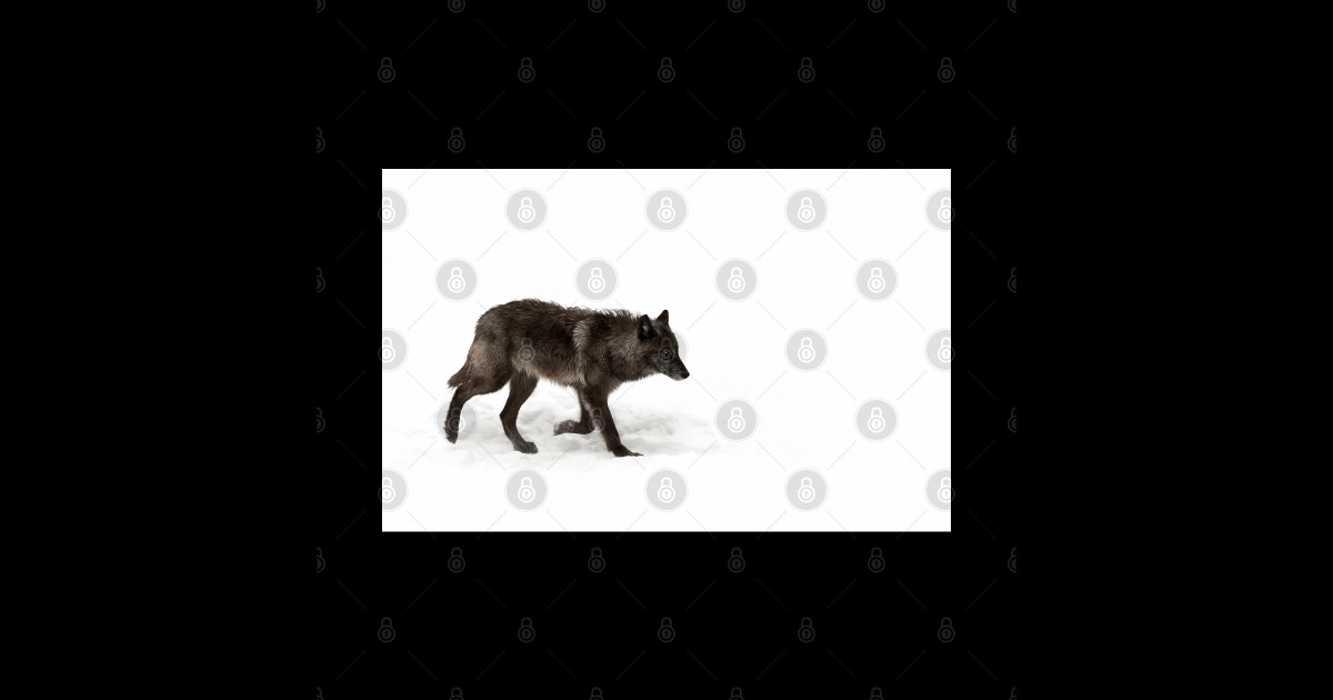 Black Wolf in winter - Black Wolf - Sticker | TeePublic